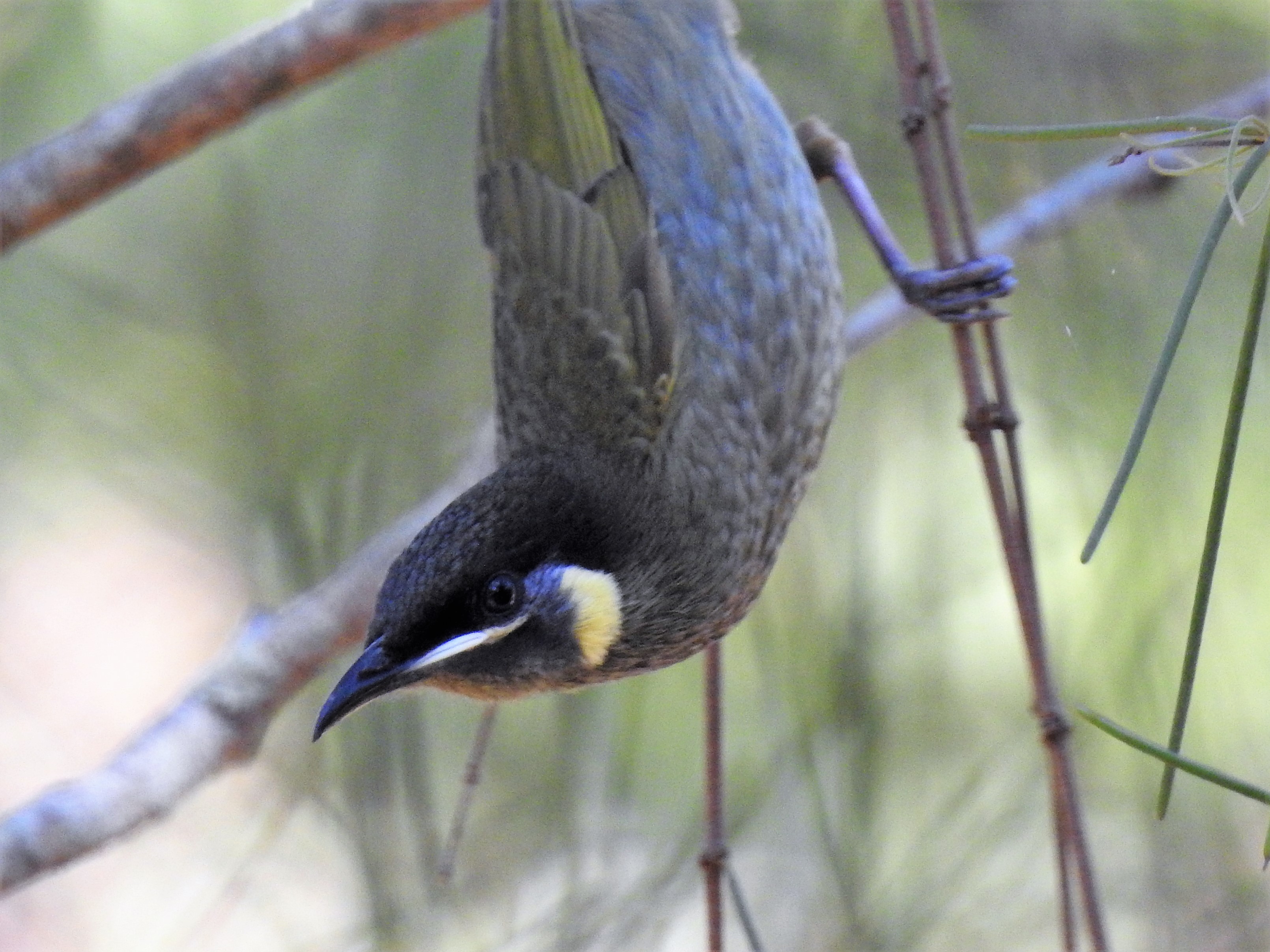 Birding - Tweed Heads - Australia: Tweed Bird List with Photos