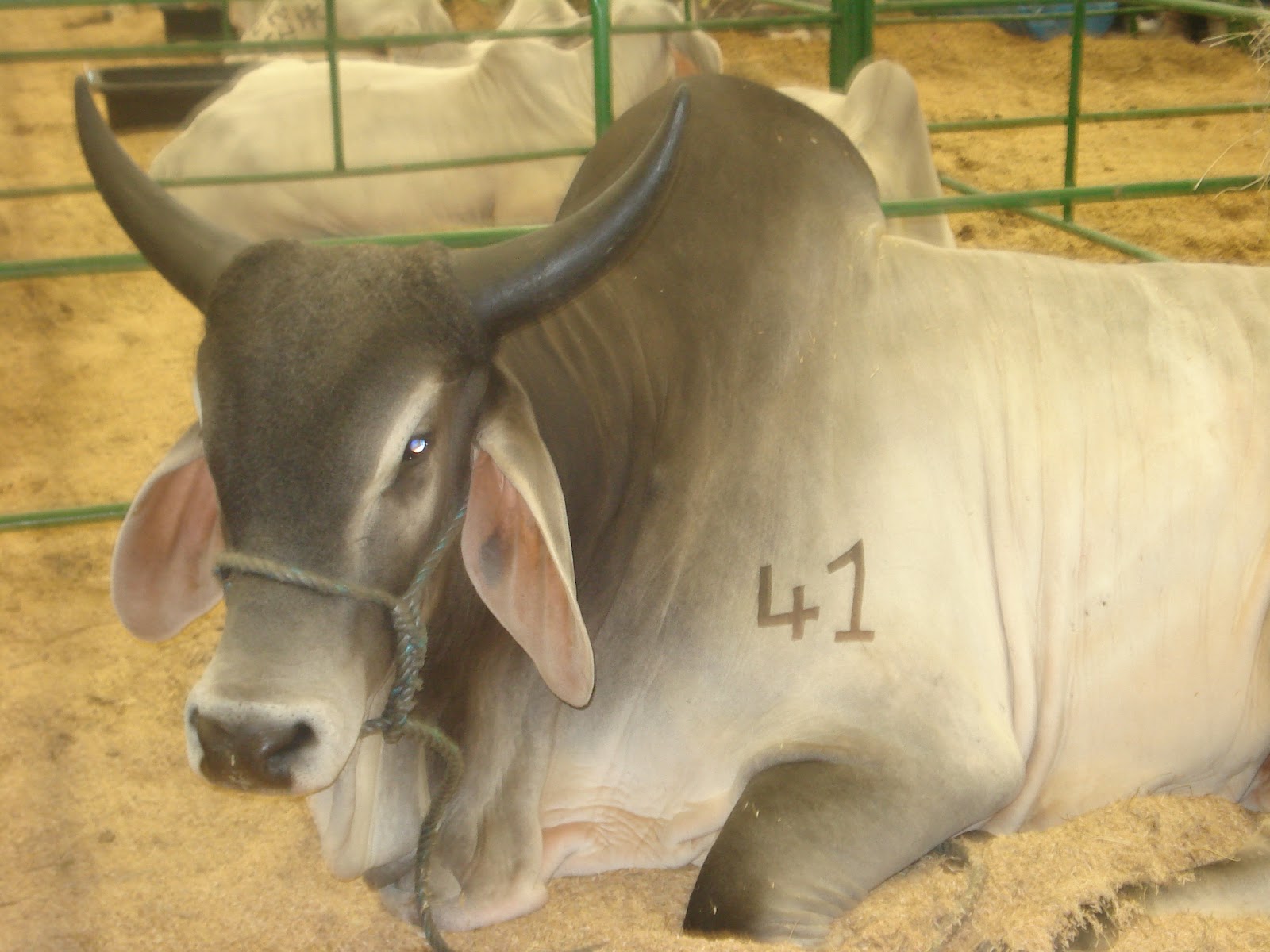 EXPOSICIÓN DE GANADO: Cebú