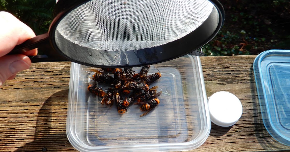WSDA AgBriefs: Trapping for Asian giant hornets - 8 things to know