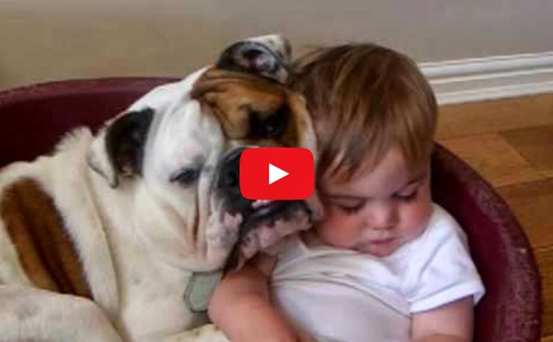 Bulldog Protecting Baby is so Adorable - Friends For Life - this video ...