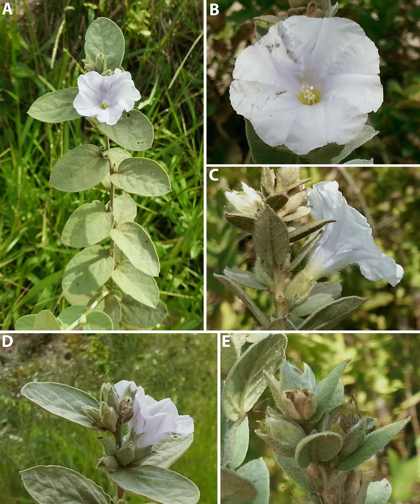 Species New to Science: [Botany • 2021] Bonamia eustachioi ...