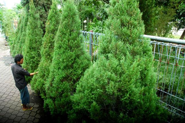 25 Jenis Tanaman Tropis Untuk Taman - TUKANG TAMAN SURABAYA