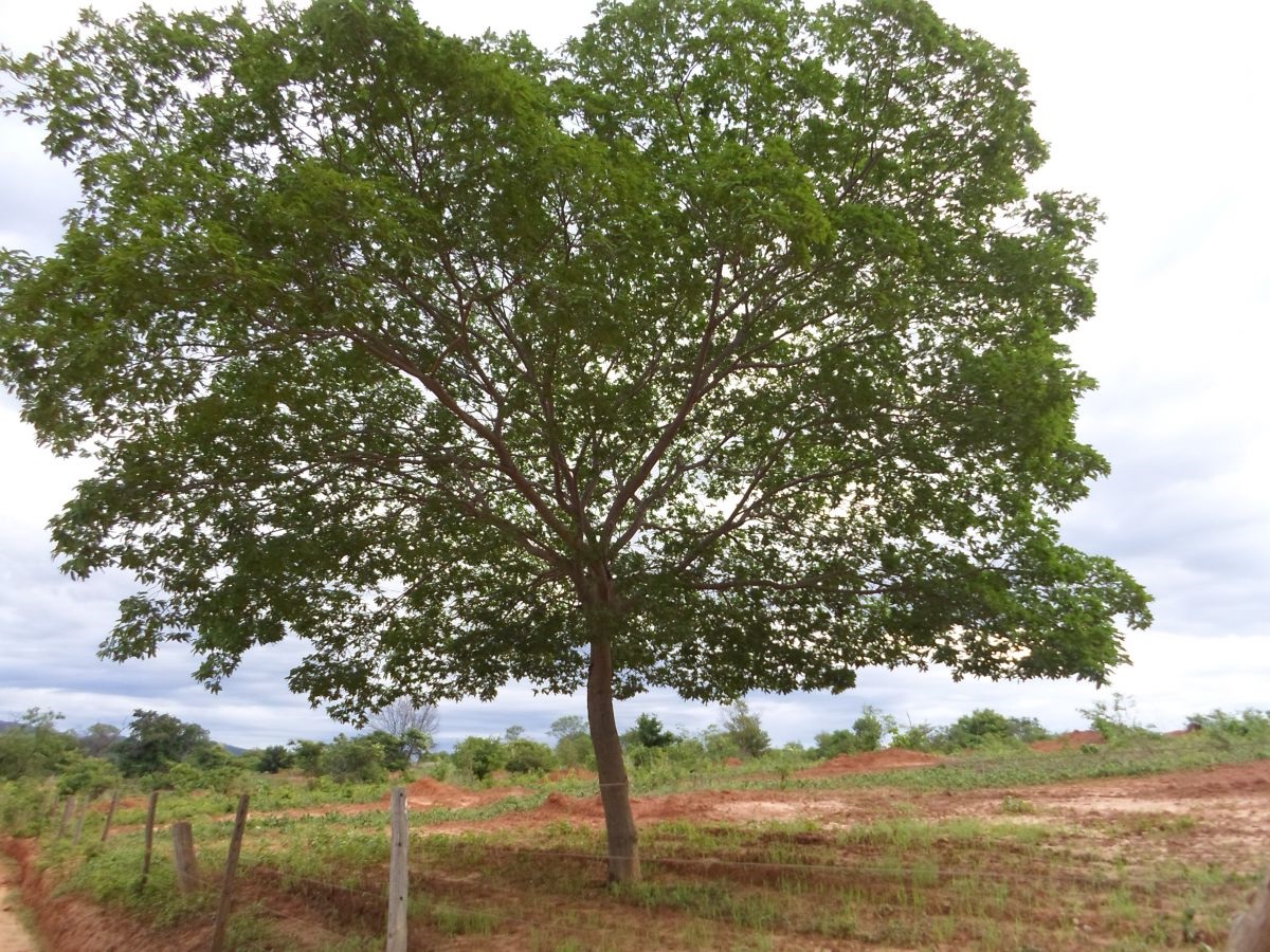 Aroeira Arvore Do Cerrado - FDPLEARN