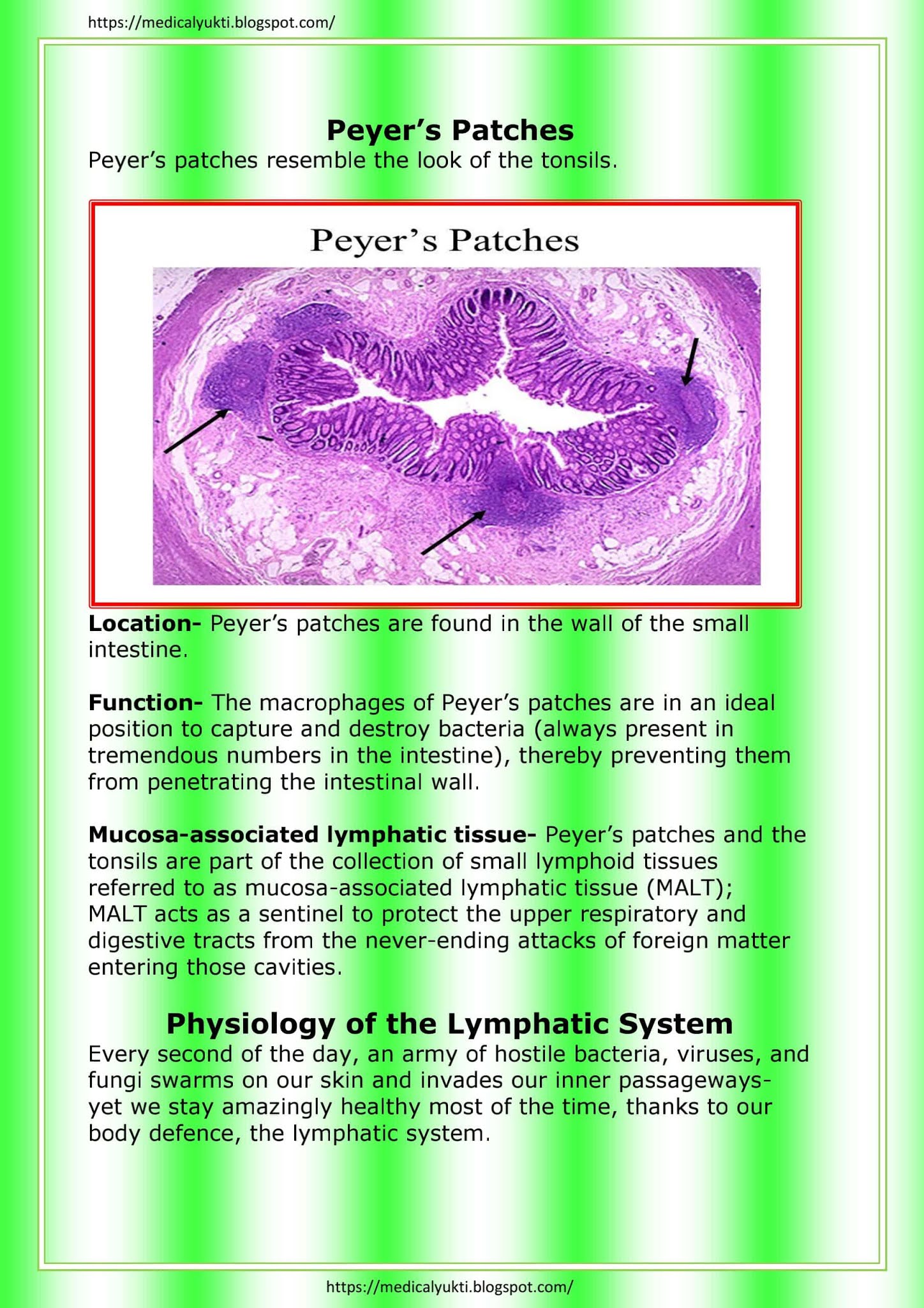 Lymphatic System Anatomy Physiology - Medical Yukti