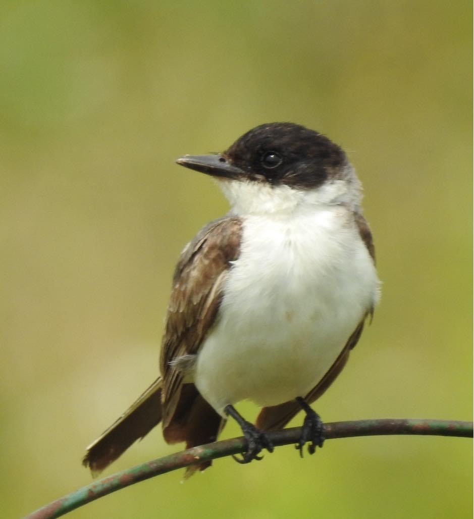 Bev's Nature Blog: Fork-tailed Flycatcher