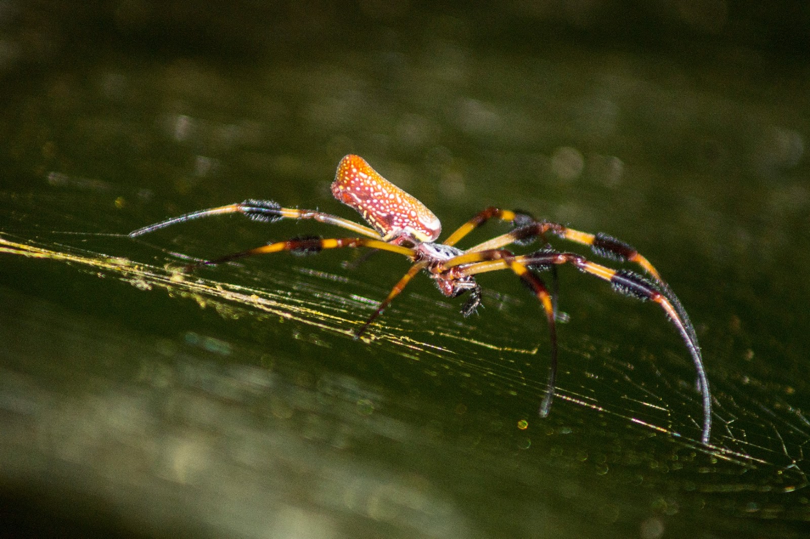 Breanna's Birding Blog: Sawgrass Lake Park - June 15, 2013
