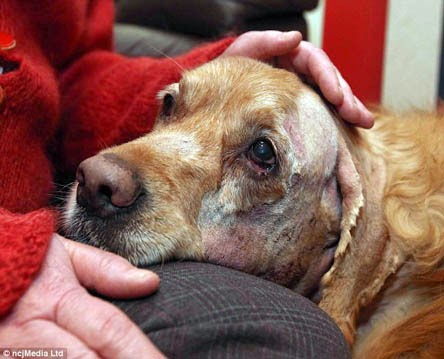 Four legged friends (and enemies): Golden retriever attacked by stray ...