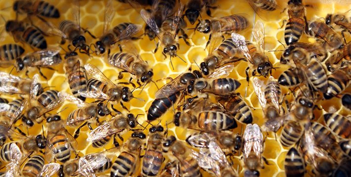 DOĞANIN AŞÇILARI, ARILAR - Düşünmek ve Paylaşmak