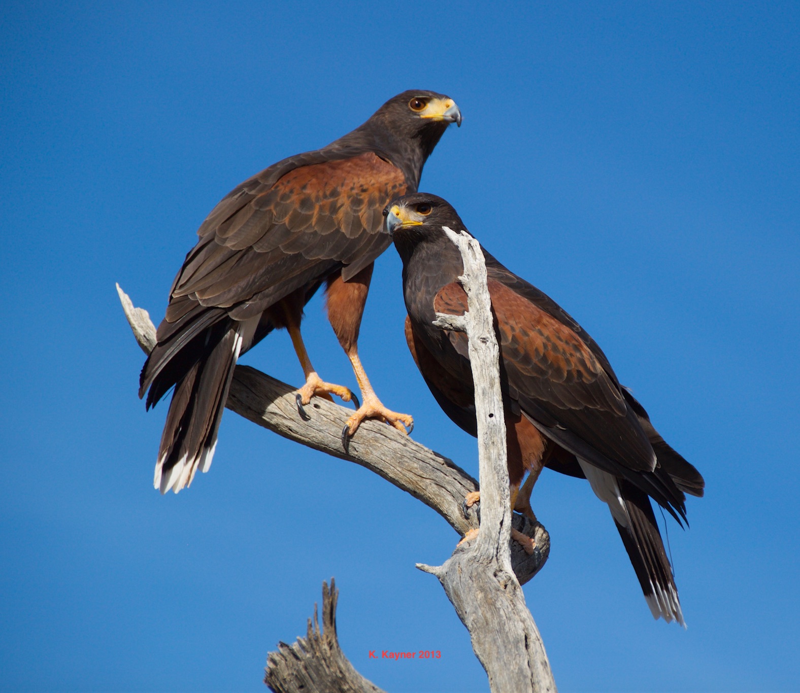 Kathy's Nature: Harris Hawks aka Wolves of the Desert