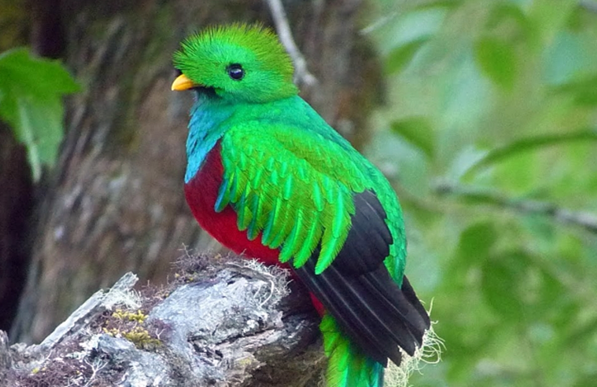 ANIMALS TIME : Quetzal (Gallery 3)