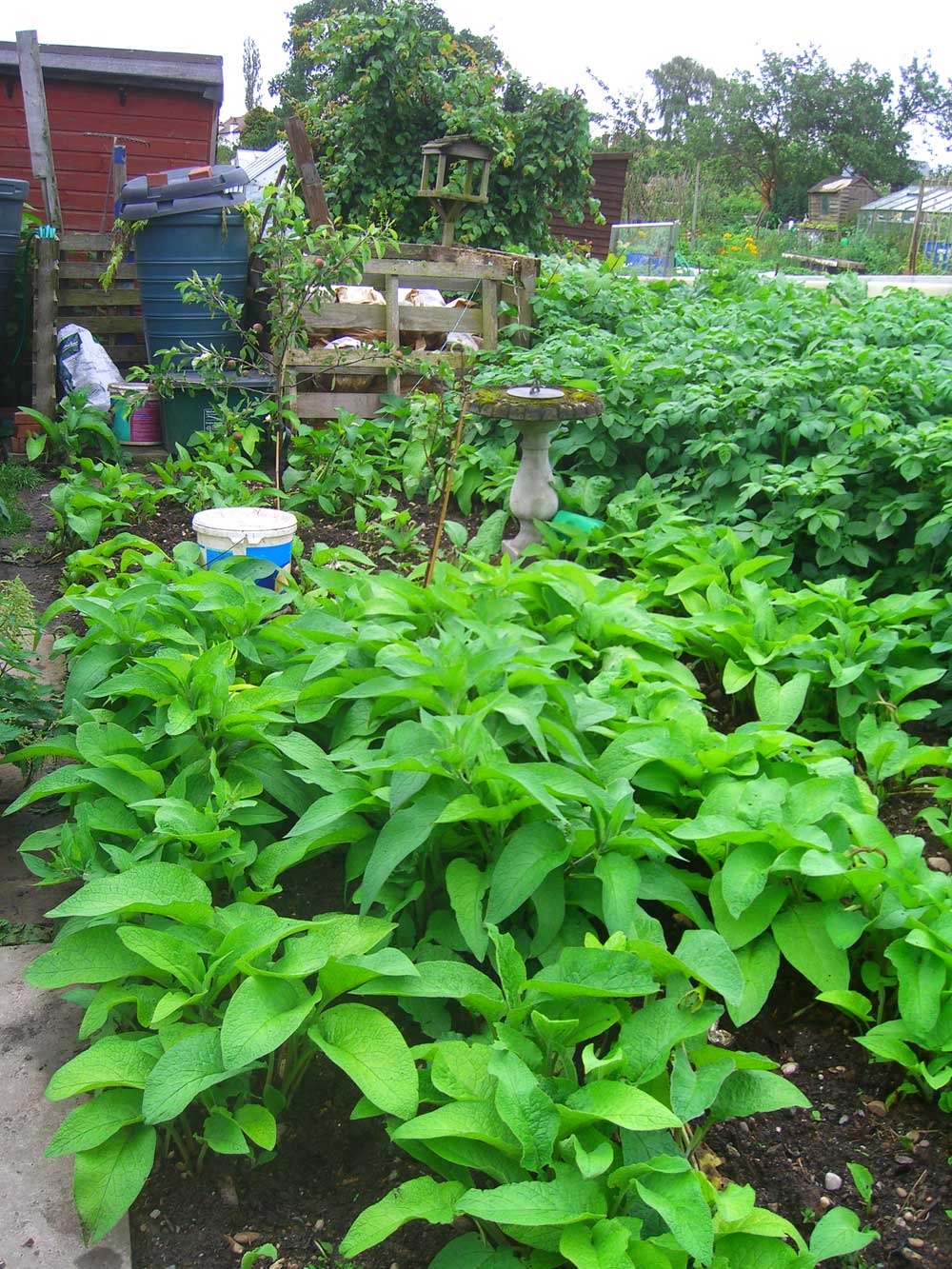 Allotment Garden: Allotment photographs for June/July 2012