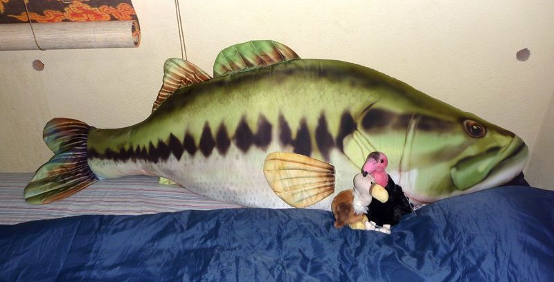 Faszination Geier: Ein Geier möchte um die Welt reisen VII