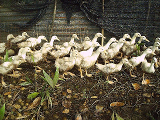 Mahat Terhebat Farm: Penternakan Itik Muscovy / Itik Nila / Itik Serati