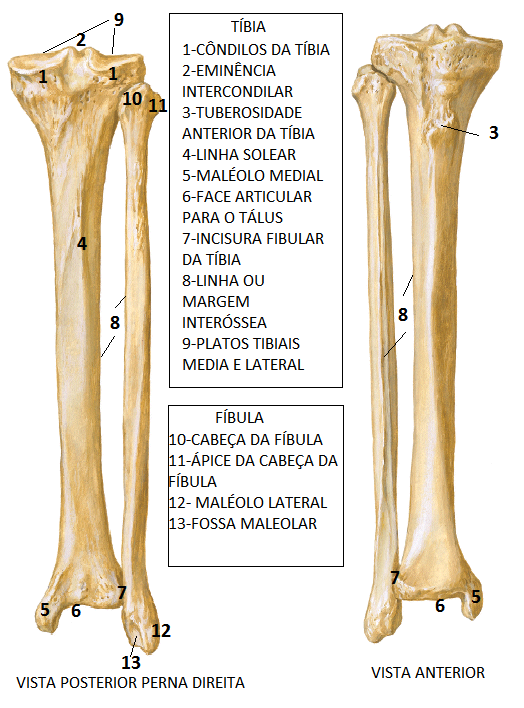 ESTUDOS ÁREA DA SAÚDE - Sara Dall'Alba: ANATOMIA-OSTEOLOGIA DO TÓRAX ...