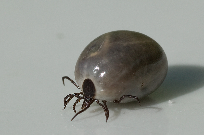 Bjarnes turblogg: Flott sommer eller flåttsommer?