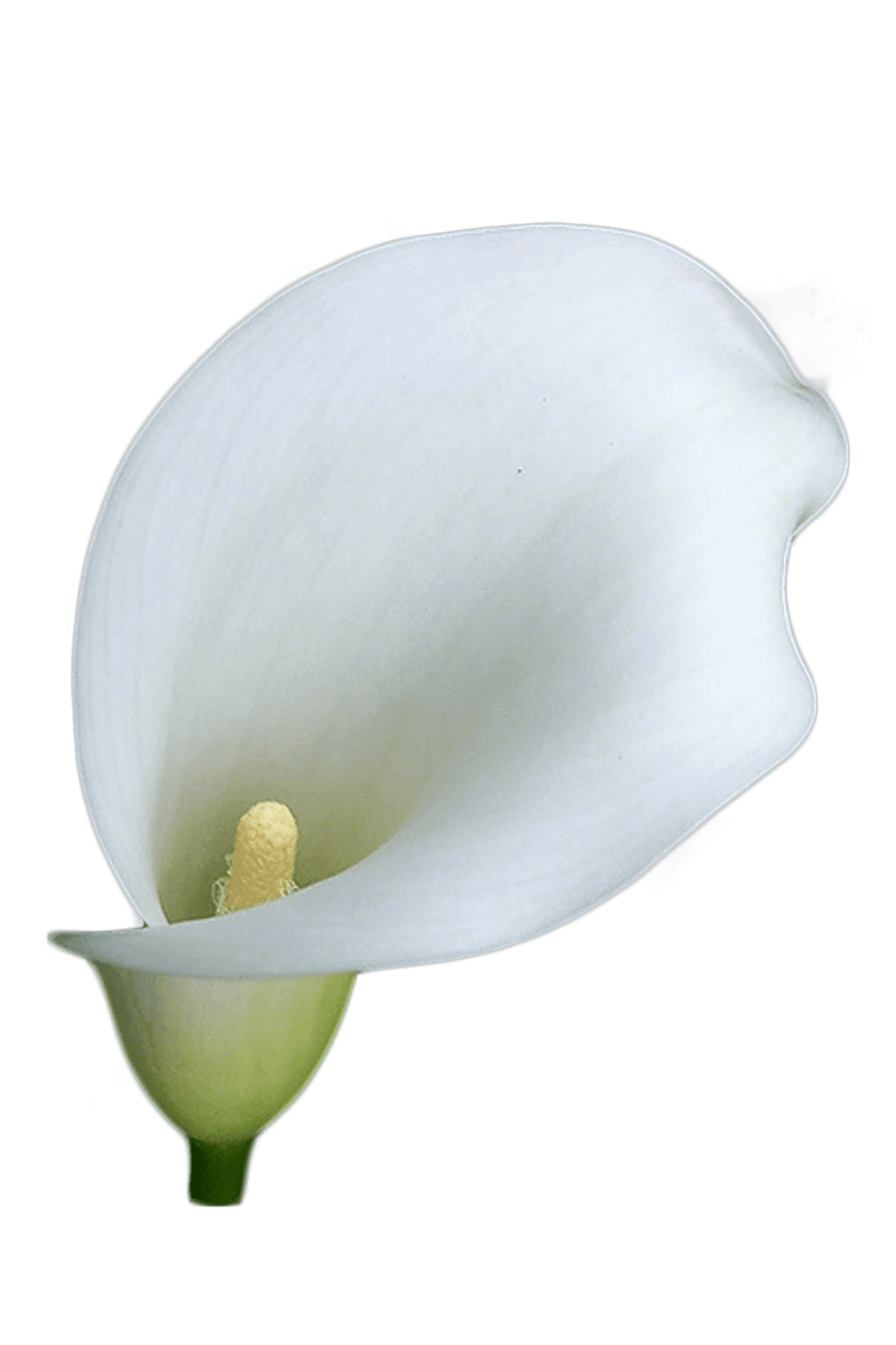 Imágenes de flor de alcatraz con fondo trasparente | PNG Webblog