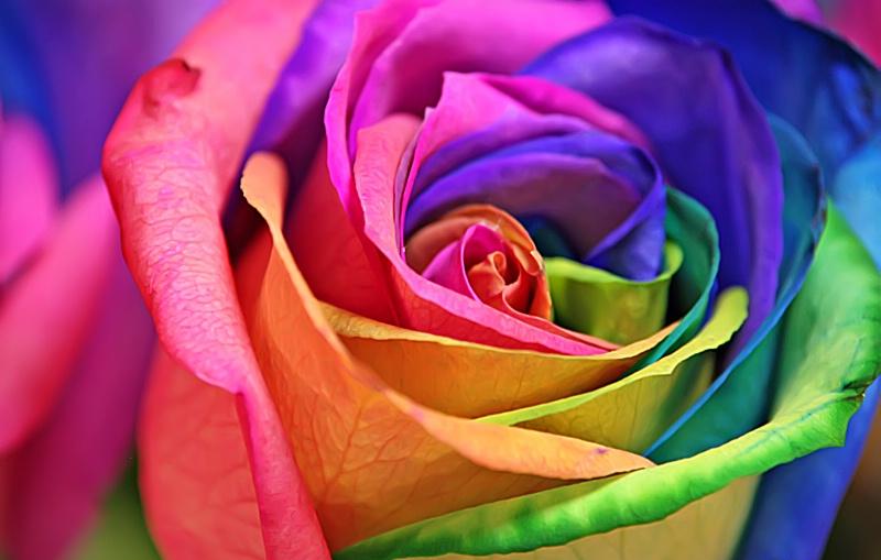 Most Beautiful Rainbow Roses... ~ Big Collection Spot