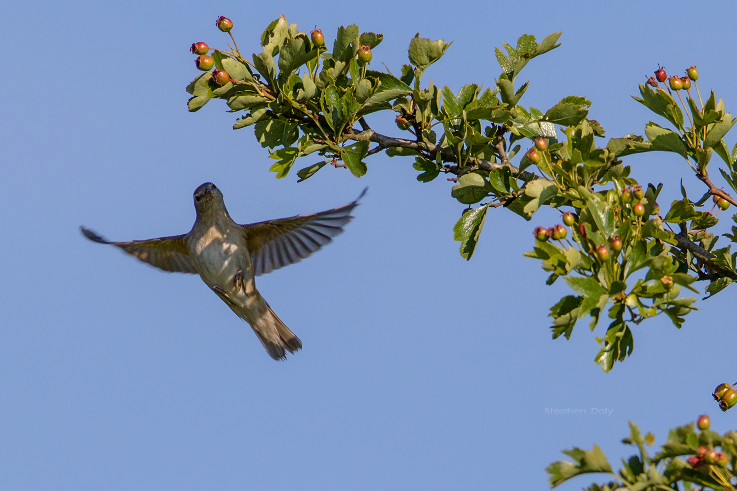Disappearing Nightingales | Focusing on Wildlife
