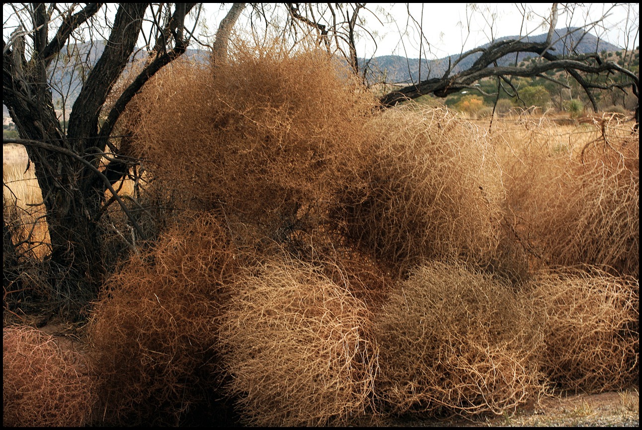 Corre Héctor Corre: Corriendo entre Chamizos