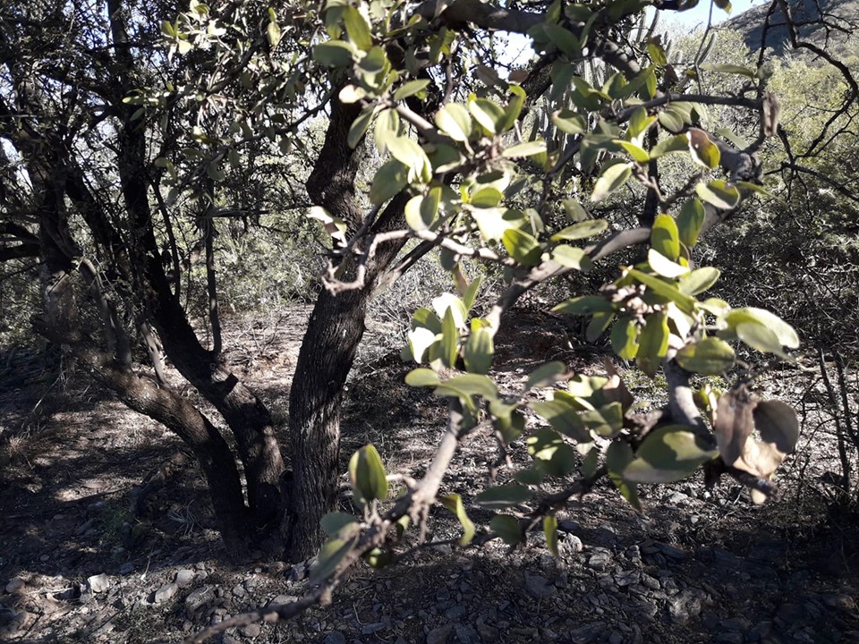 Flora Nativa de Entre Rios
