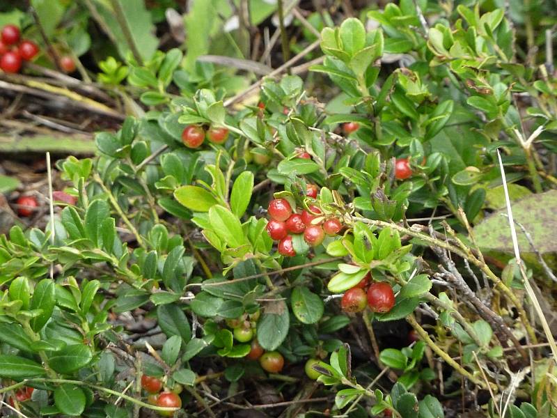 Turbohausfrau: Preiselbeermarmelade