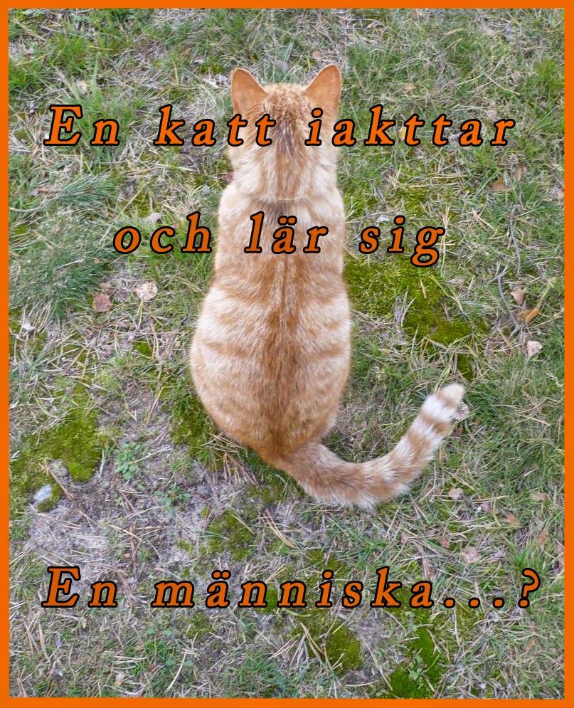 Katten Gustav: Men en människa?