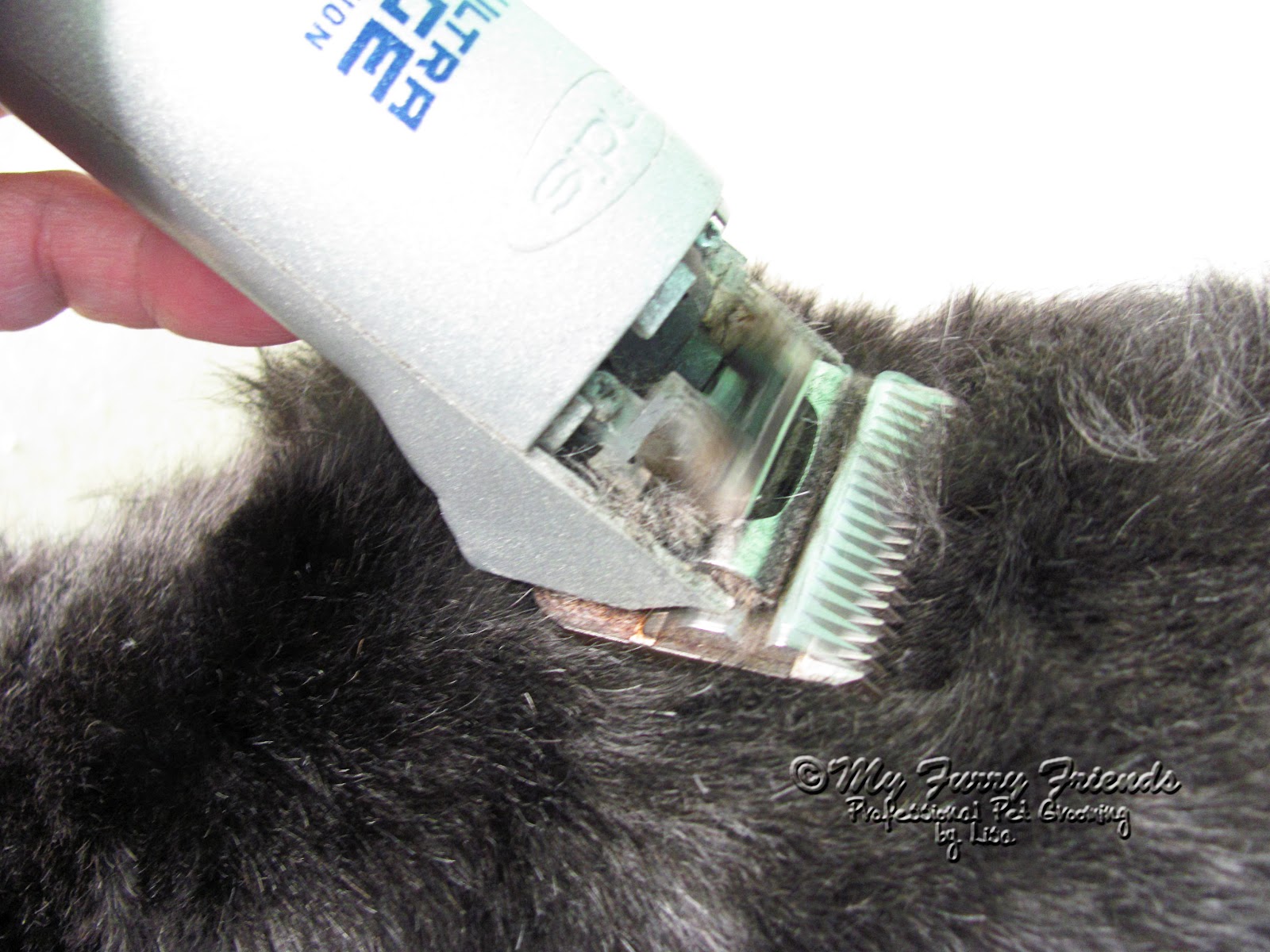 Pet Grooming: The Good, The Bad, & The Furry: Clipper Problems