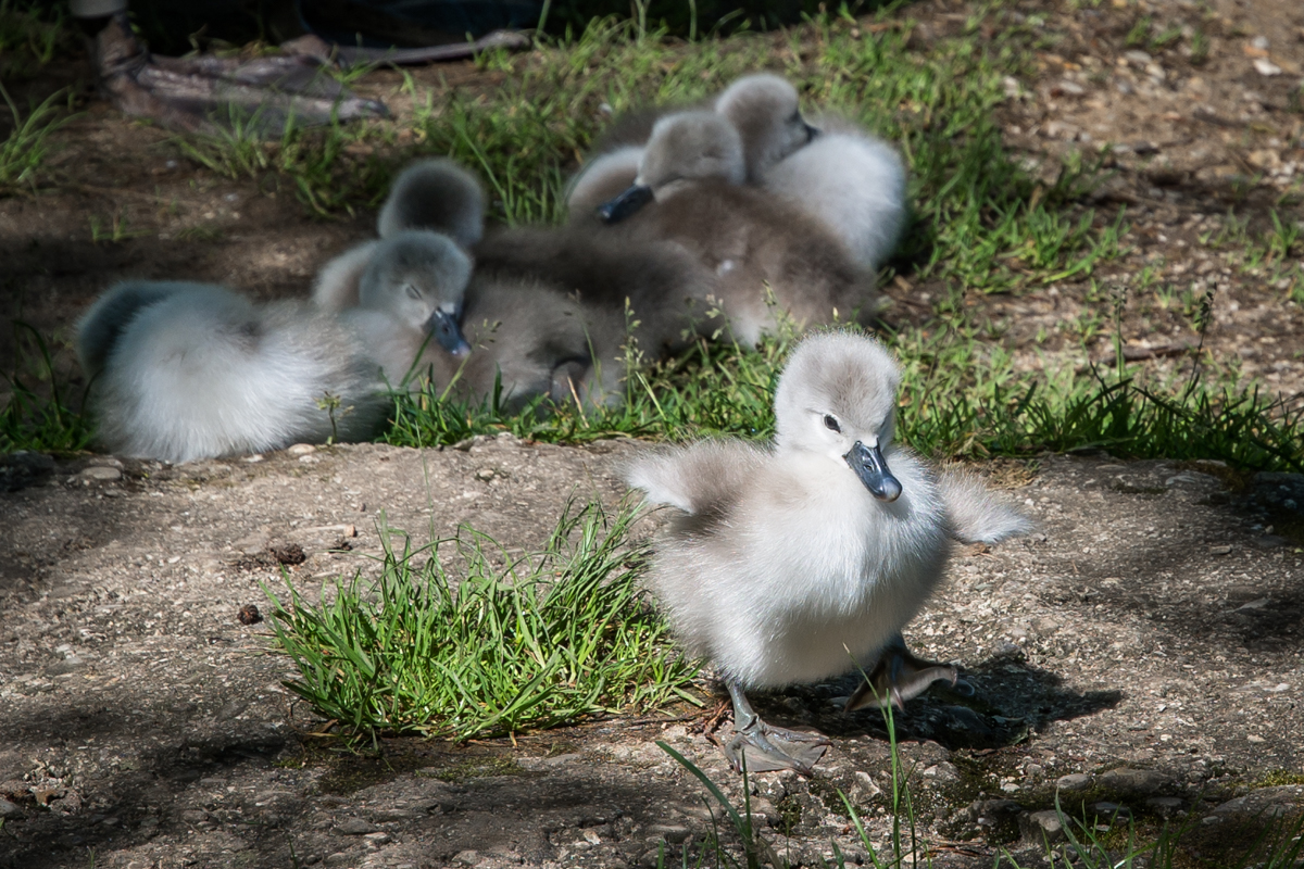 Labodja družina na Blejskem jezeru