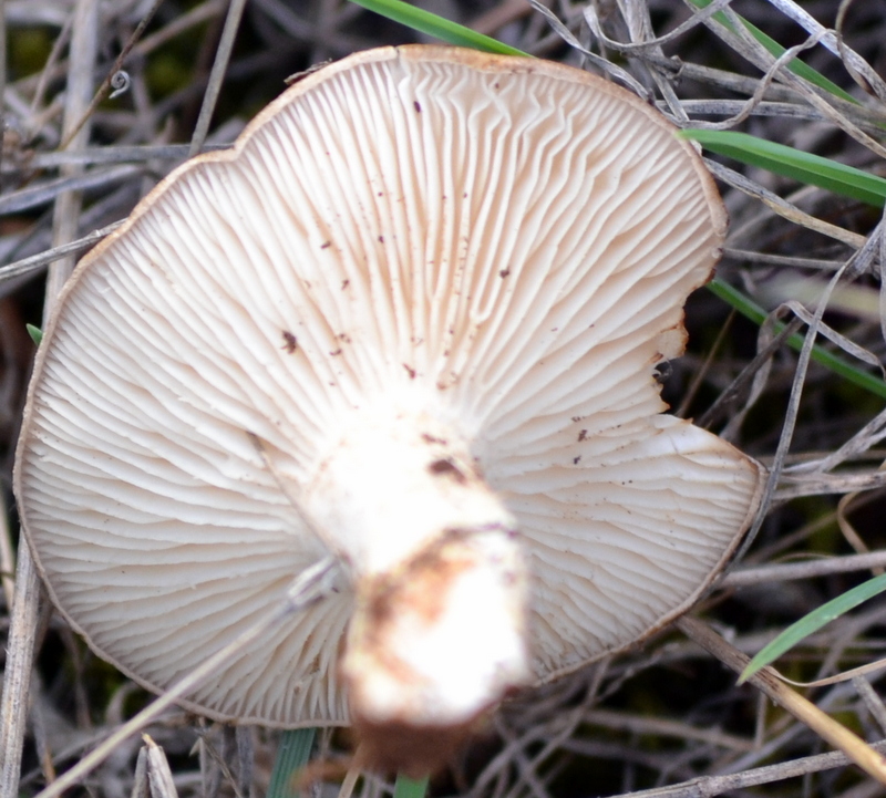 EN EL MONCAYO: Seta de Cardo (Pleurotus eryngii)