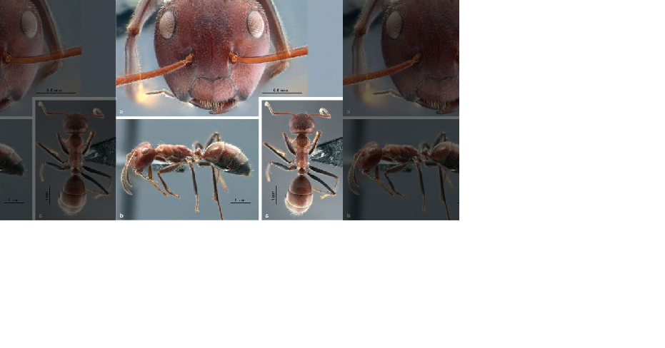 NEWS,HEALTH,MOVIES,LIFE,MONEY: New species of 'exploding ants ...