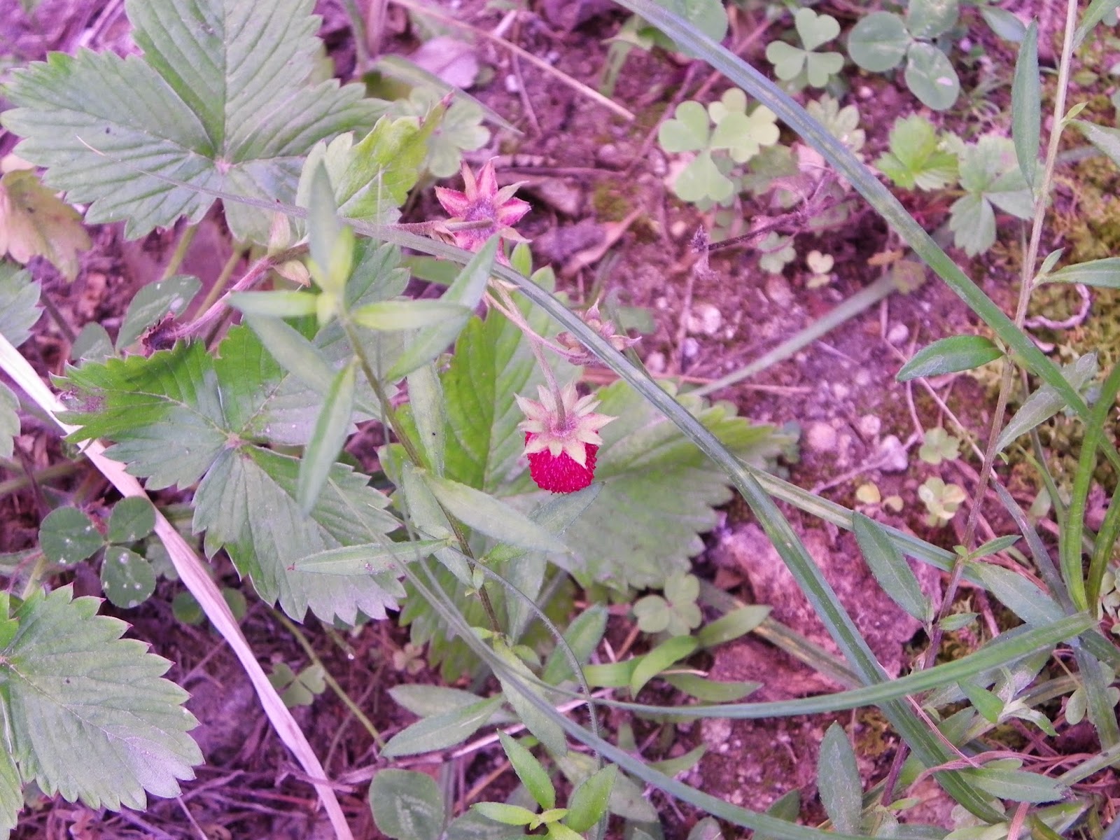 Les fraisiers sauvages (Tessin - Suisse)