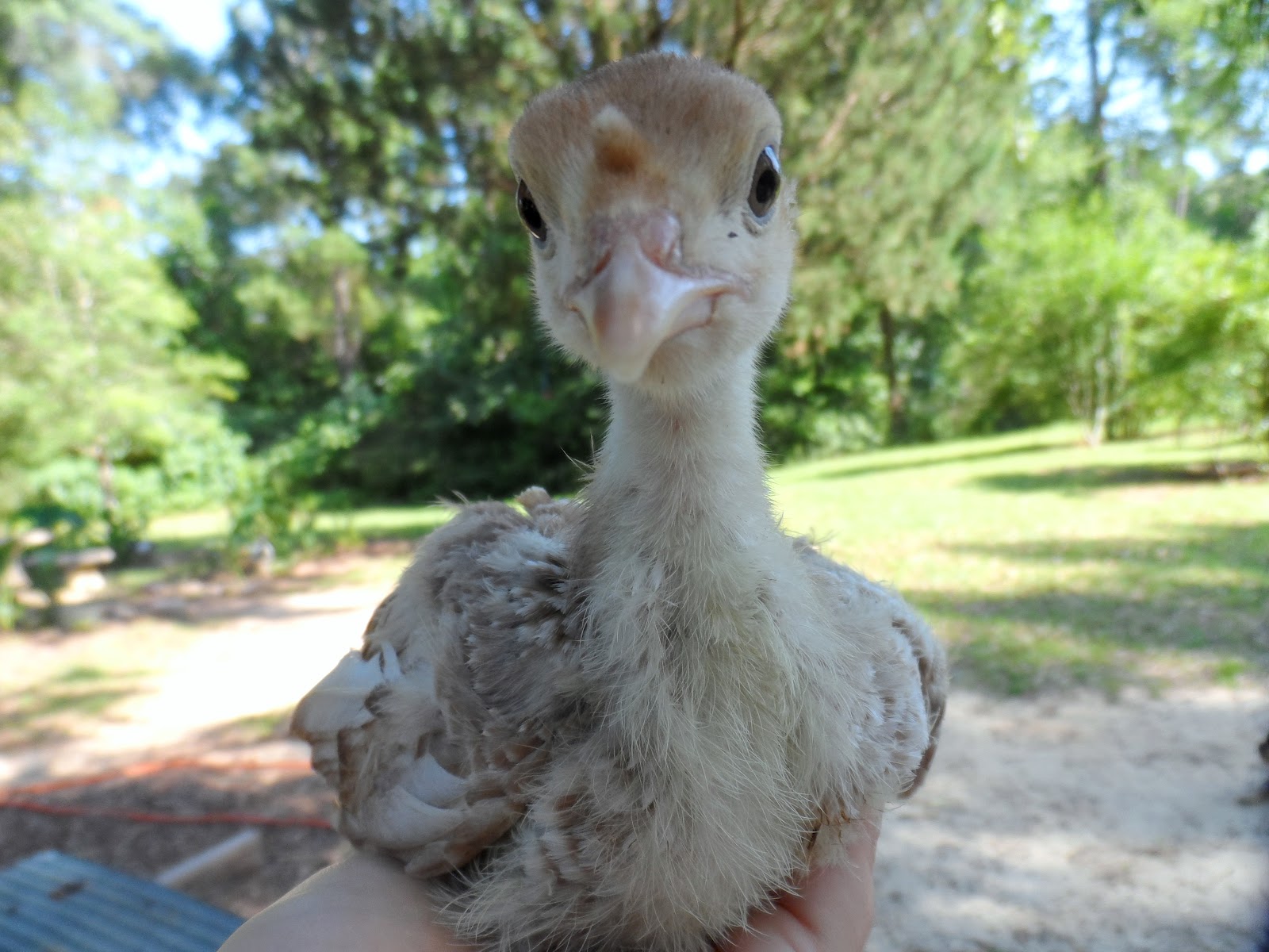 Sunflower Hill Homestead: 2-3 week Turkey Update