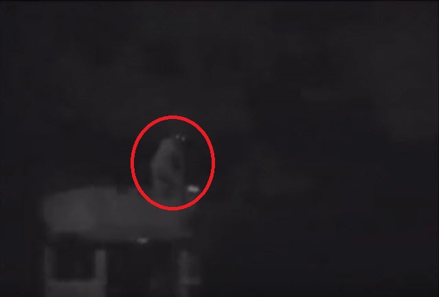 5 Strange Creatures Caught On Tape