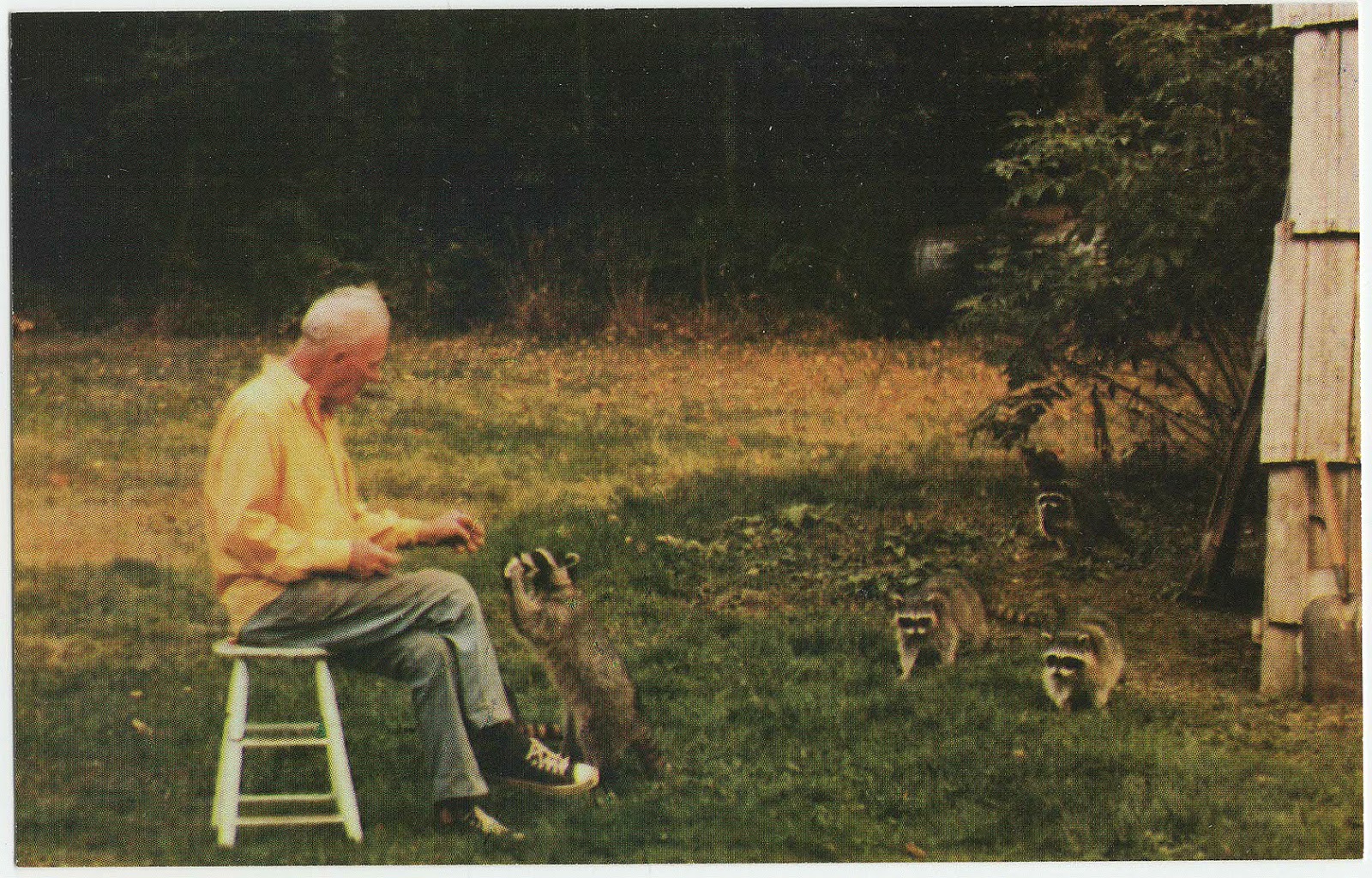 Papergreat: Postcard of good old Harry Truman