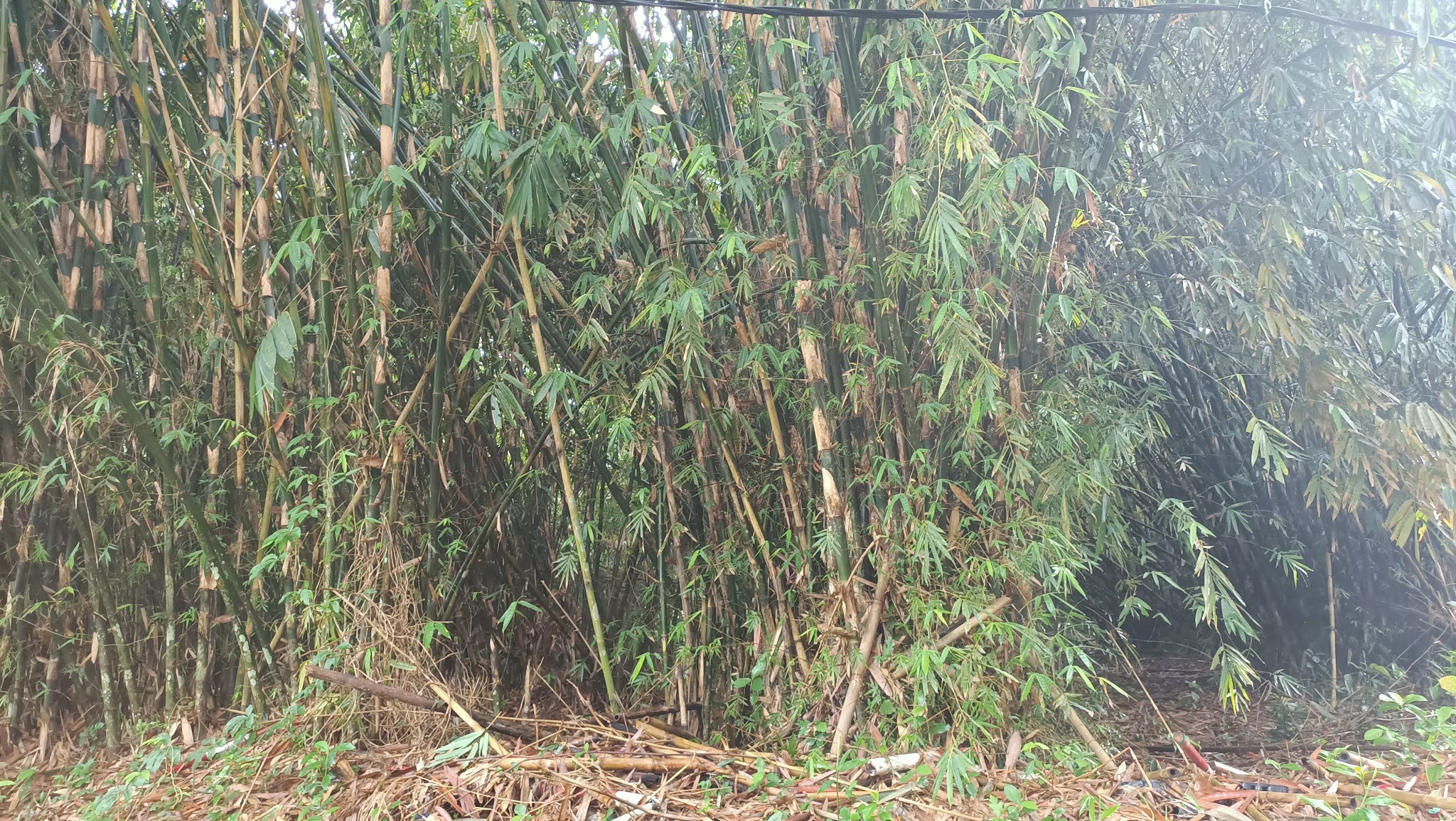 Menyusuri Kebun Bambu Desa Jampang, Gunung Sindur, Bogor