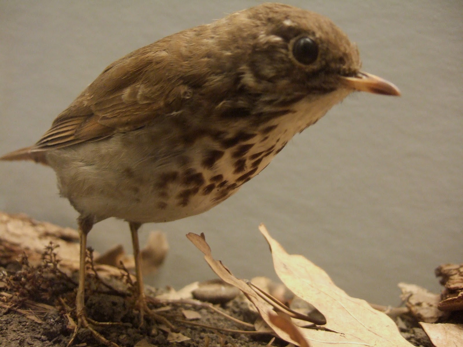 Reading the Washington Landscape: Hermit Thrush - A Thanks to a North ...