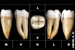 SEGUNDO MOLAR INFERIOR