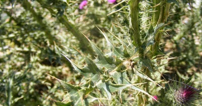 Medicinal Plants: Carduus edelbergii