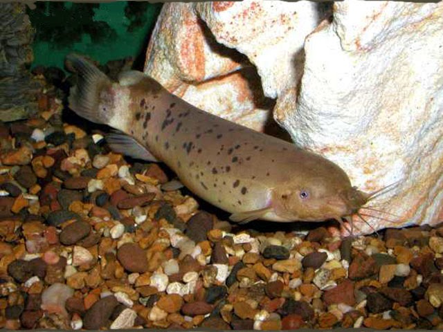 Jenis Jenis Ikan Hias Catfish