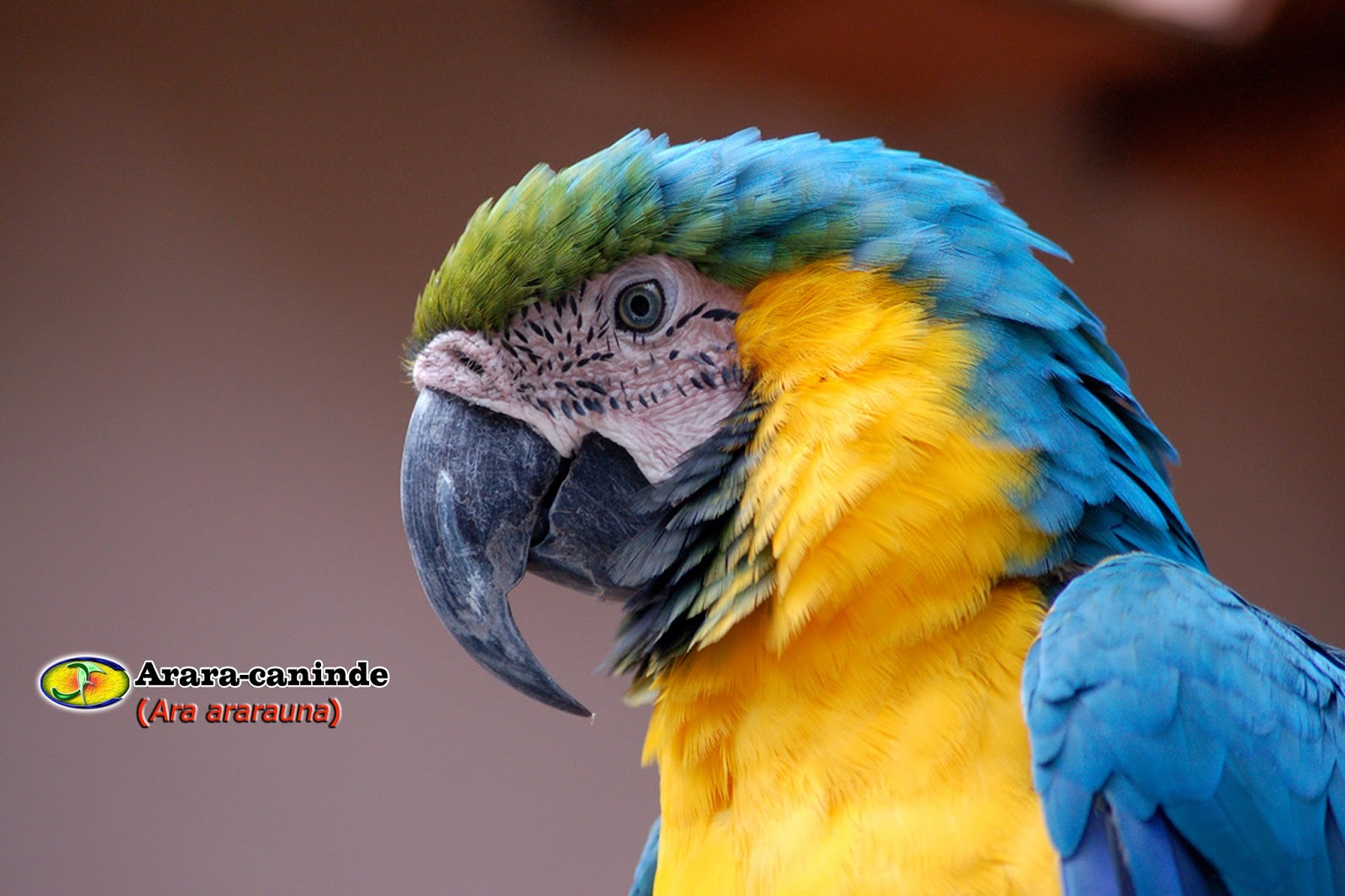 Zoologia: Arara-canindé (Ara ararauna)