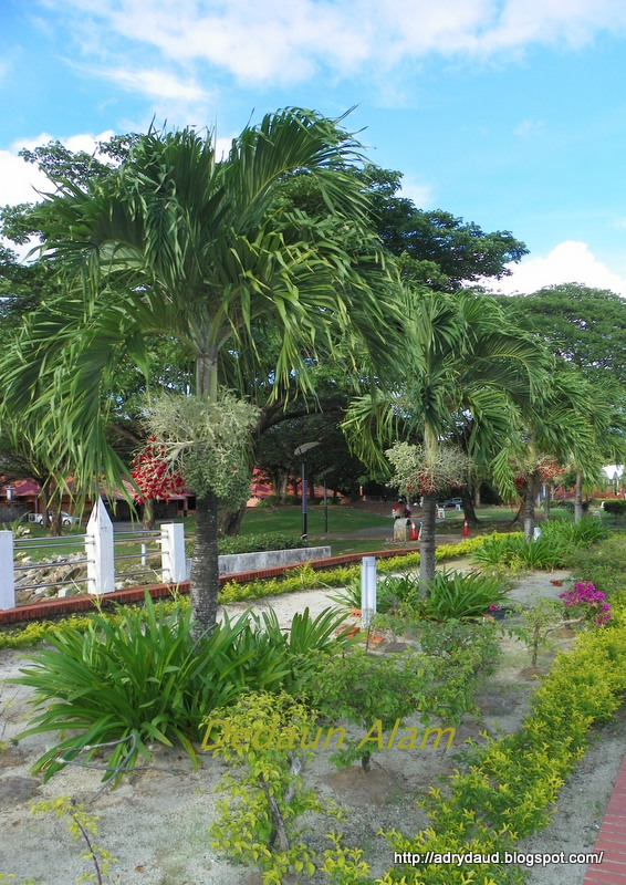 Dedaun Alam: Manila Palm