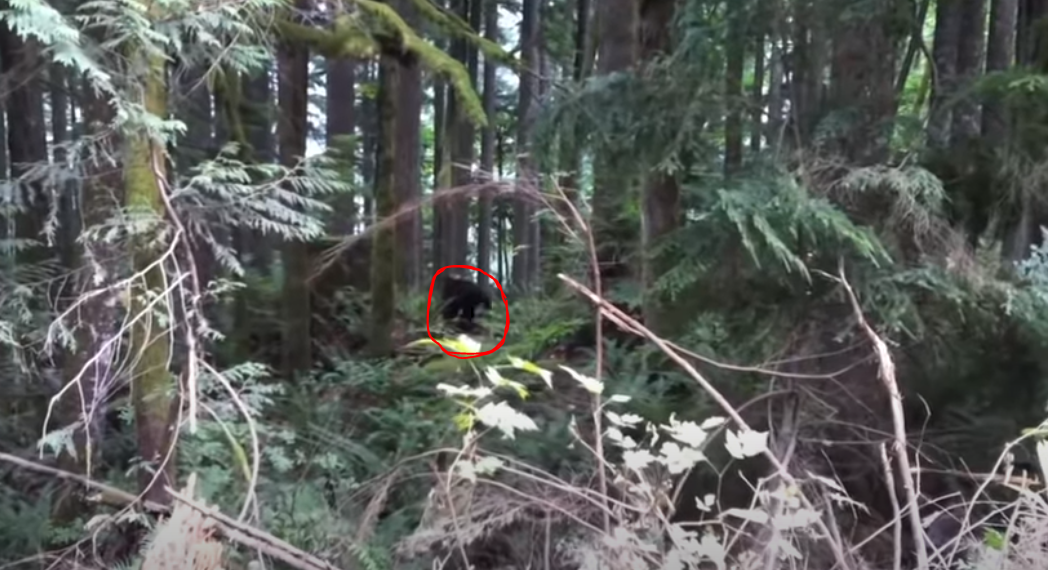 RMSO Bigfoot: BC Sasquatch Caught on Video