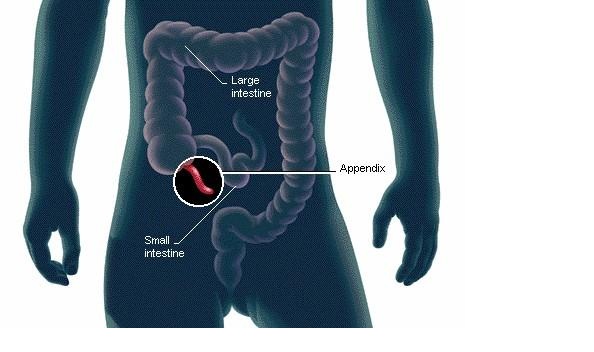 Finally Discover The Function of the Human Appendix