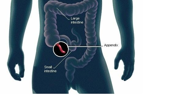 Finally Discover The Function of the Human Appendix