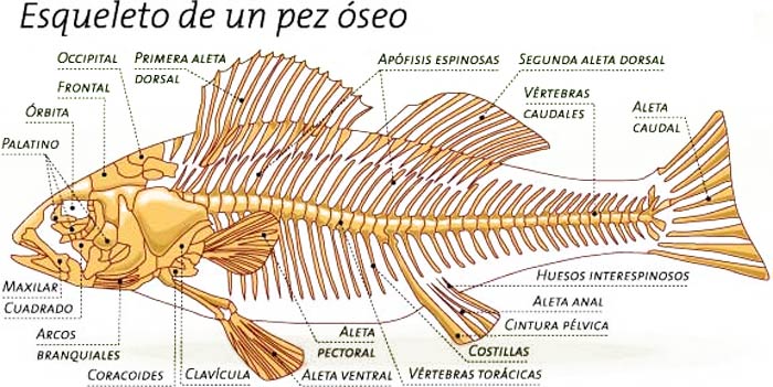 Info animales: ESQUELETO DE PECES ÓSEOS