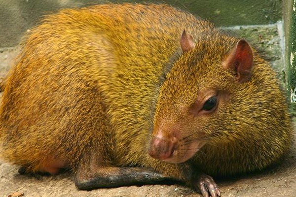 All Animals: Agouti,Profile,Latest News,Photos