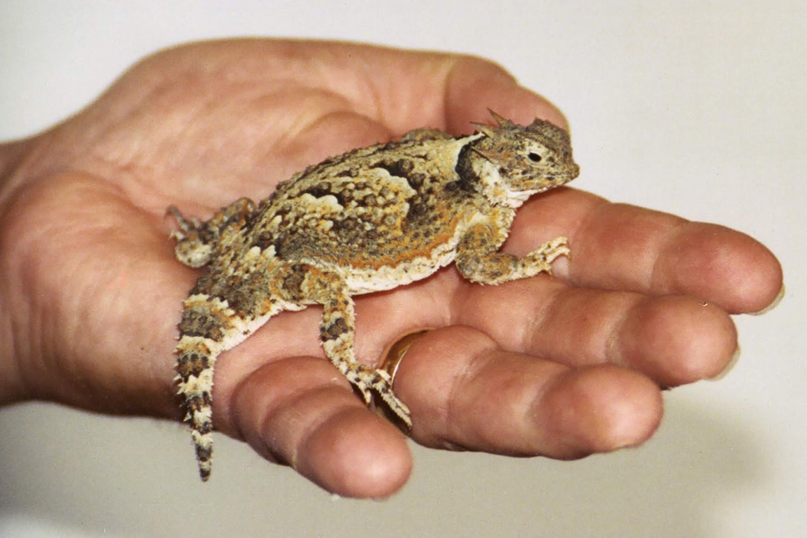 High-Quality Animal Images Pack 6-Pics RizNow