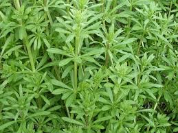 Backyard Patch Herbal Blog: Cleavers - Herb of the Week