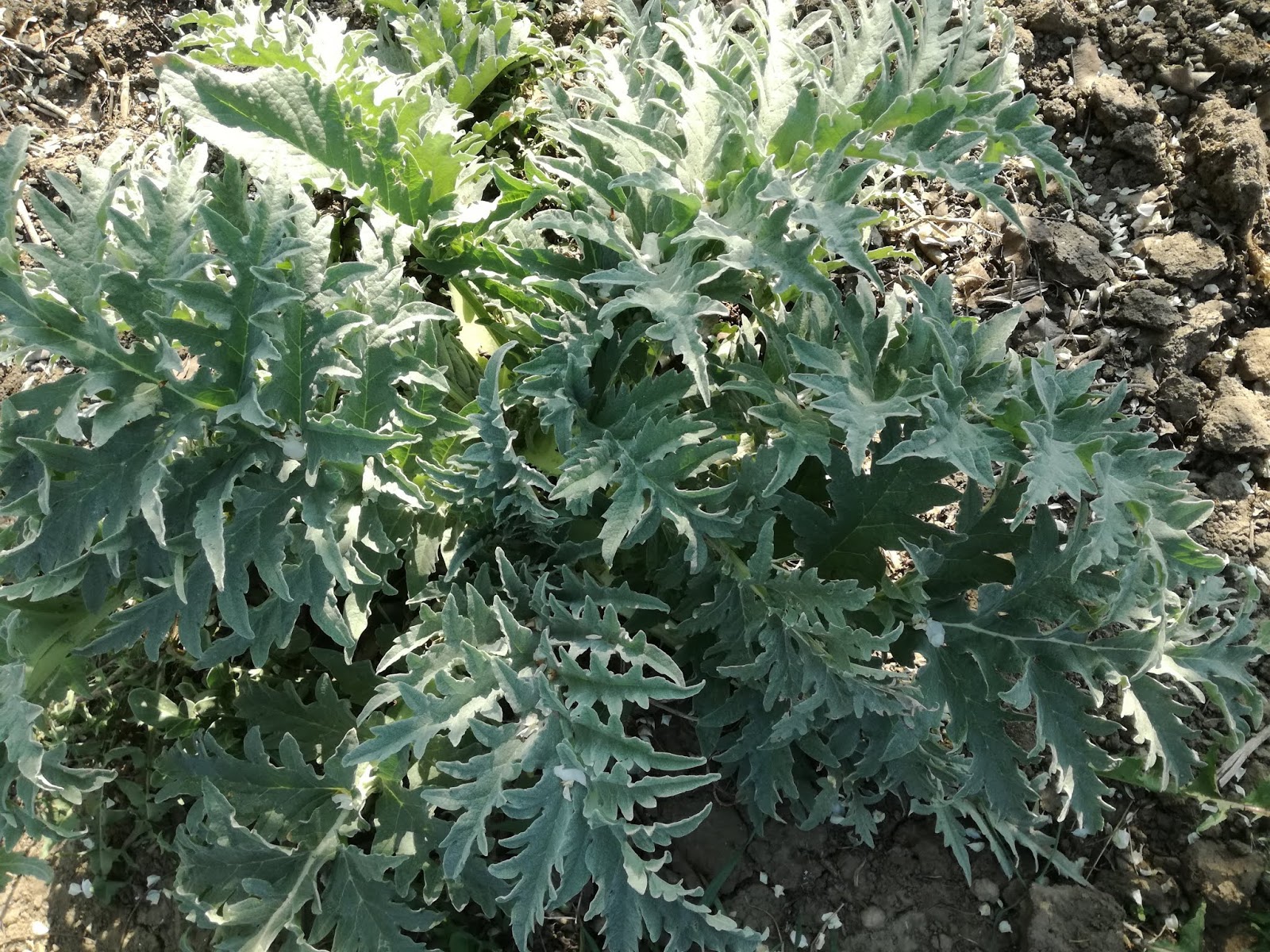 cele patru anotimpuri: Anghinare în anul al treilea