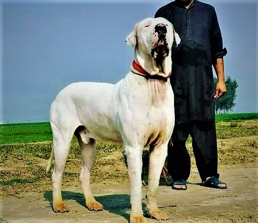 Bully Kutta dog history, breed information, description, personality ...